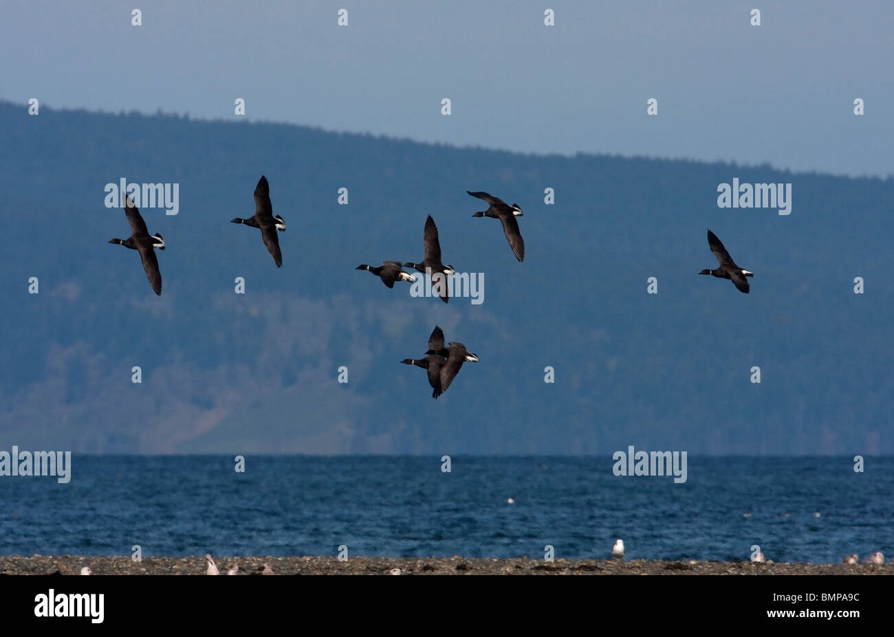 Brant Geese Branta bernicla flying over the ocean during herring spawn ...