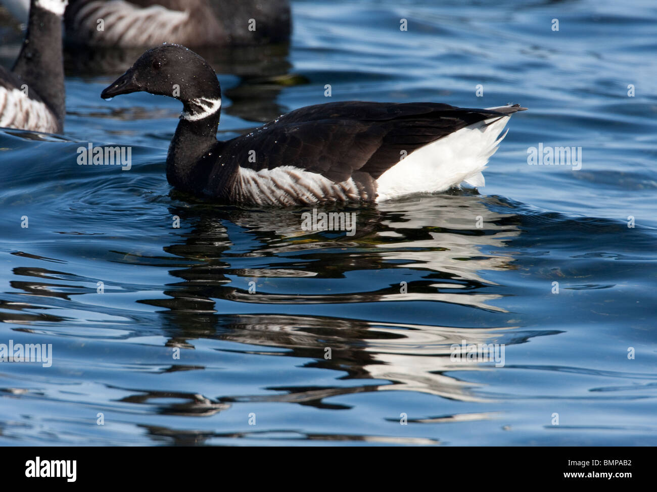Brant Goose Branta bernicla on the ocean close to shore to feed on ...