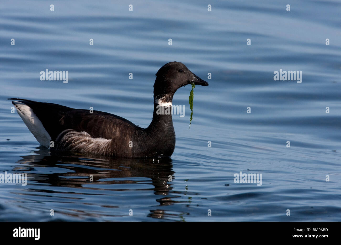 Pacific brant goose hi-res stock photography and images - Alamy