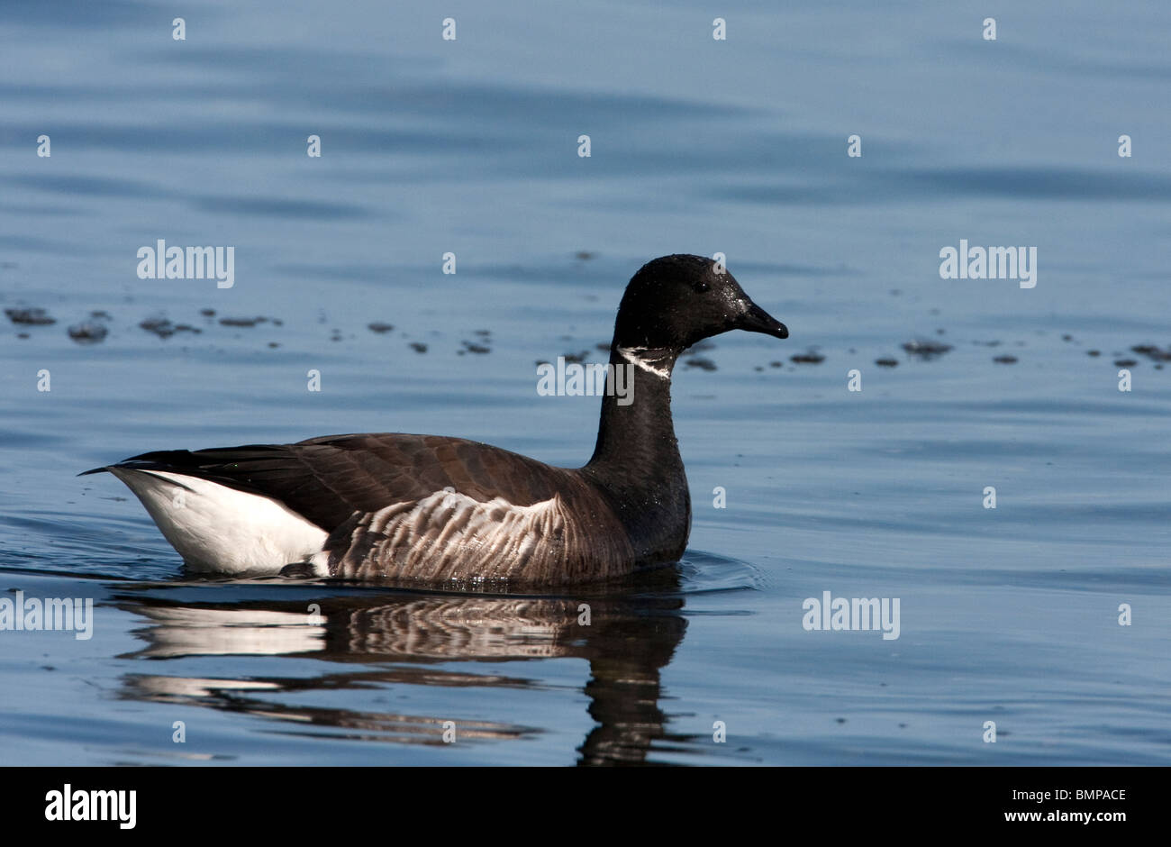 Pacific brant goose hi-res stock photography and images - Alamy
