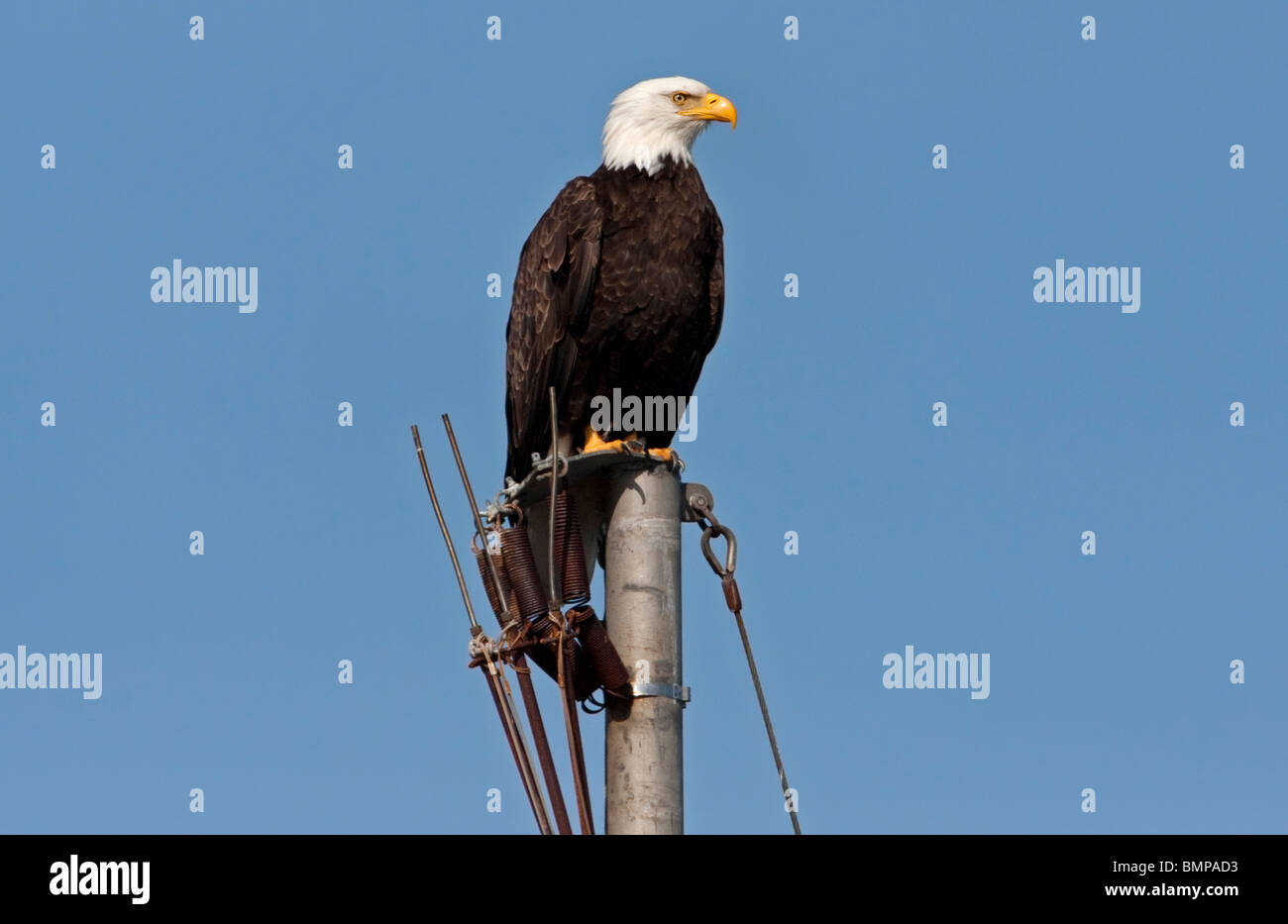 Bald Eagle Haliaeetus leucocephalus perched on top of fishing boat mast ...