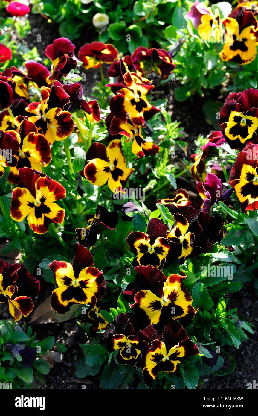 Viola wittrockiana Pansy joker mahogany gold bi-color glowing gold face ...