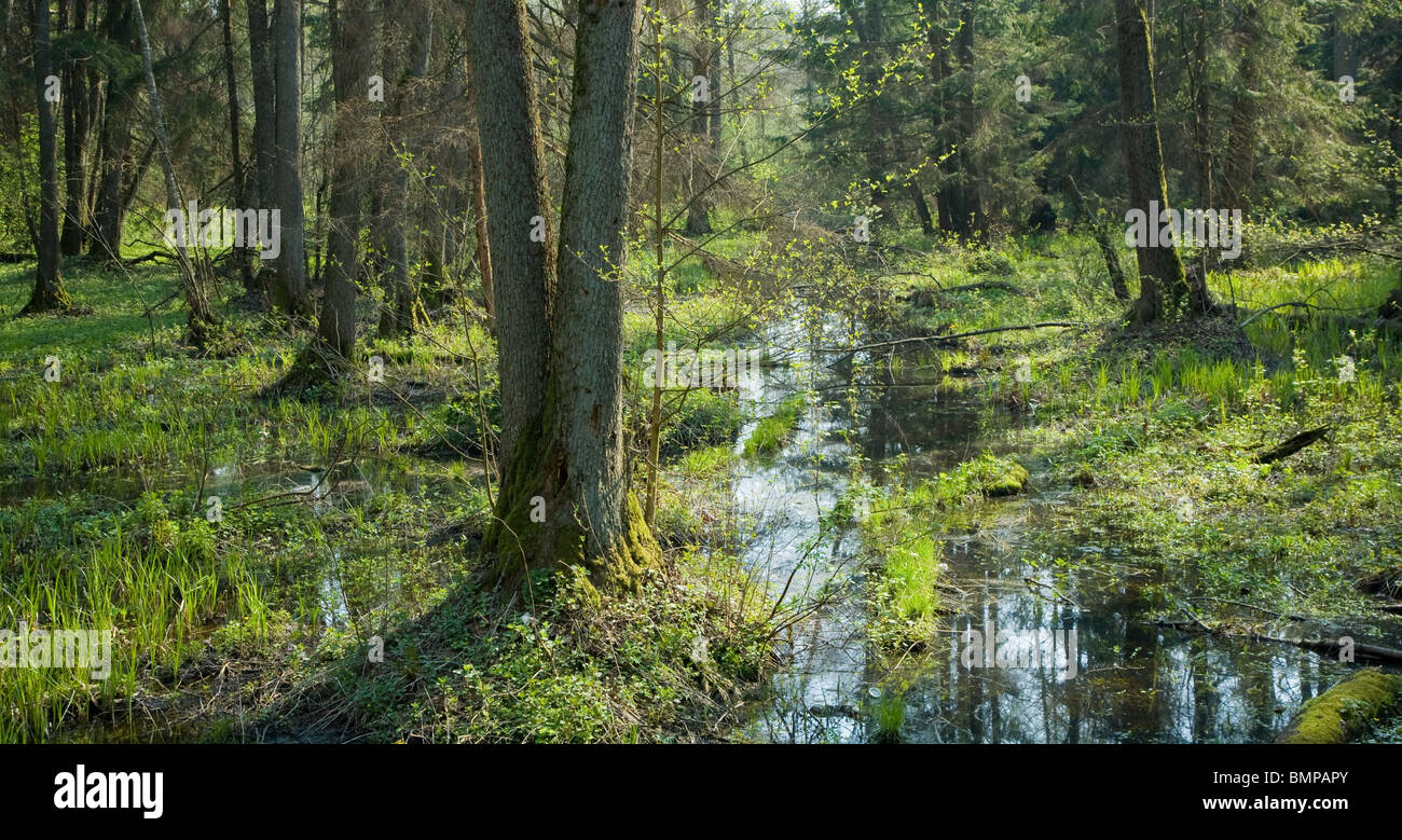 Alder trees hi-res stock photography and images - Alamy