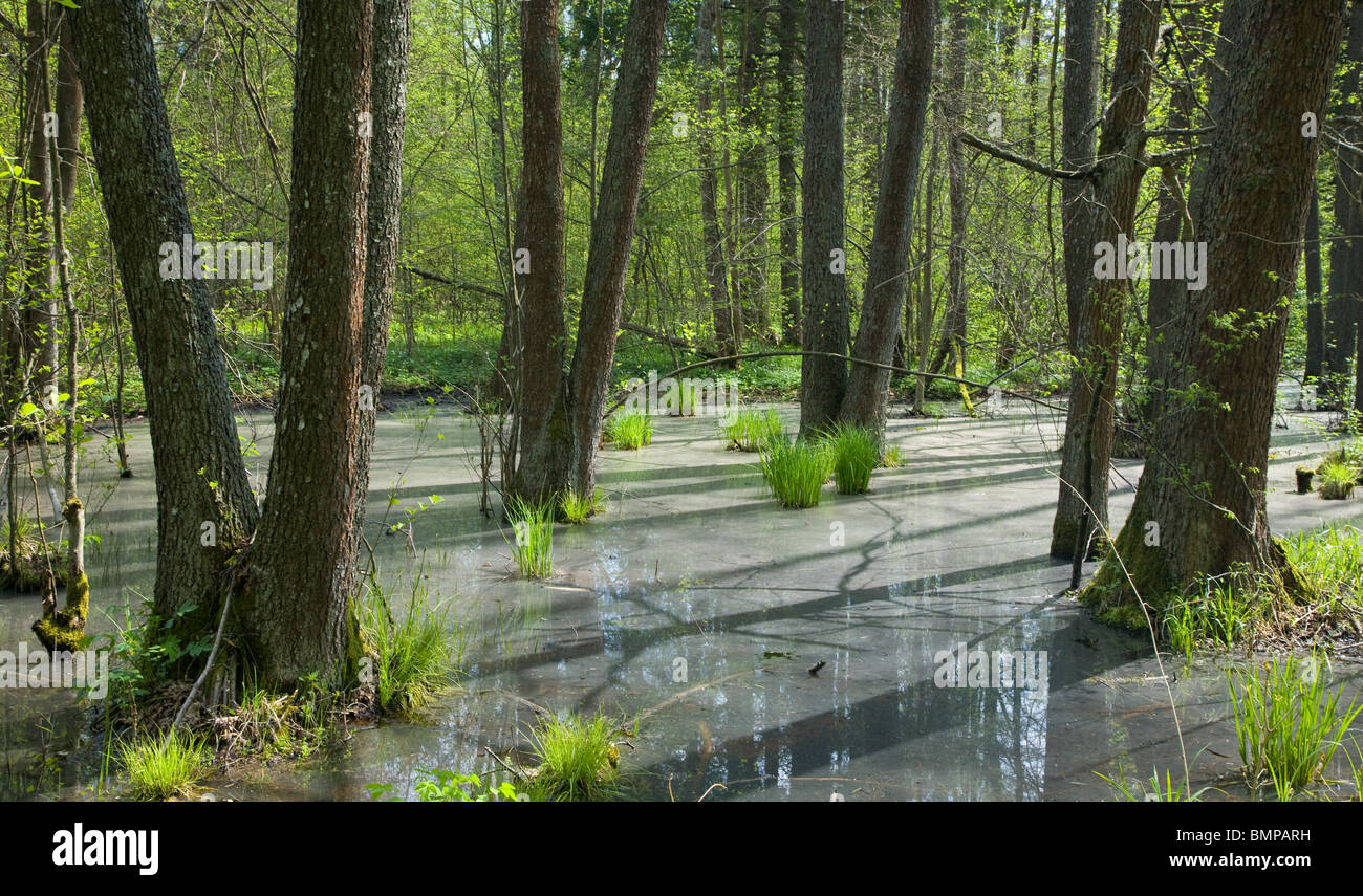 Alder tree marsh hi-res stock photography and images - Alamy