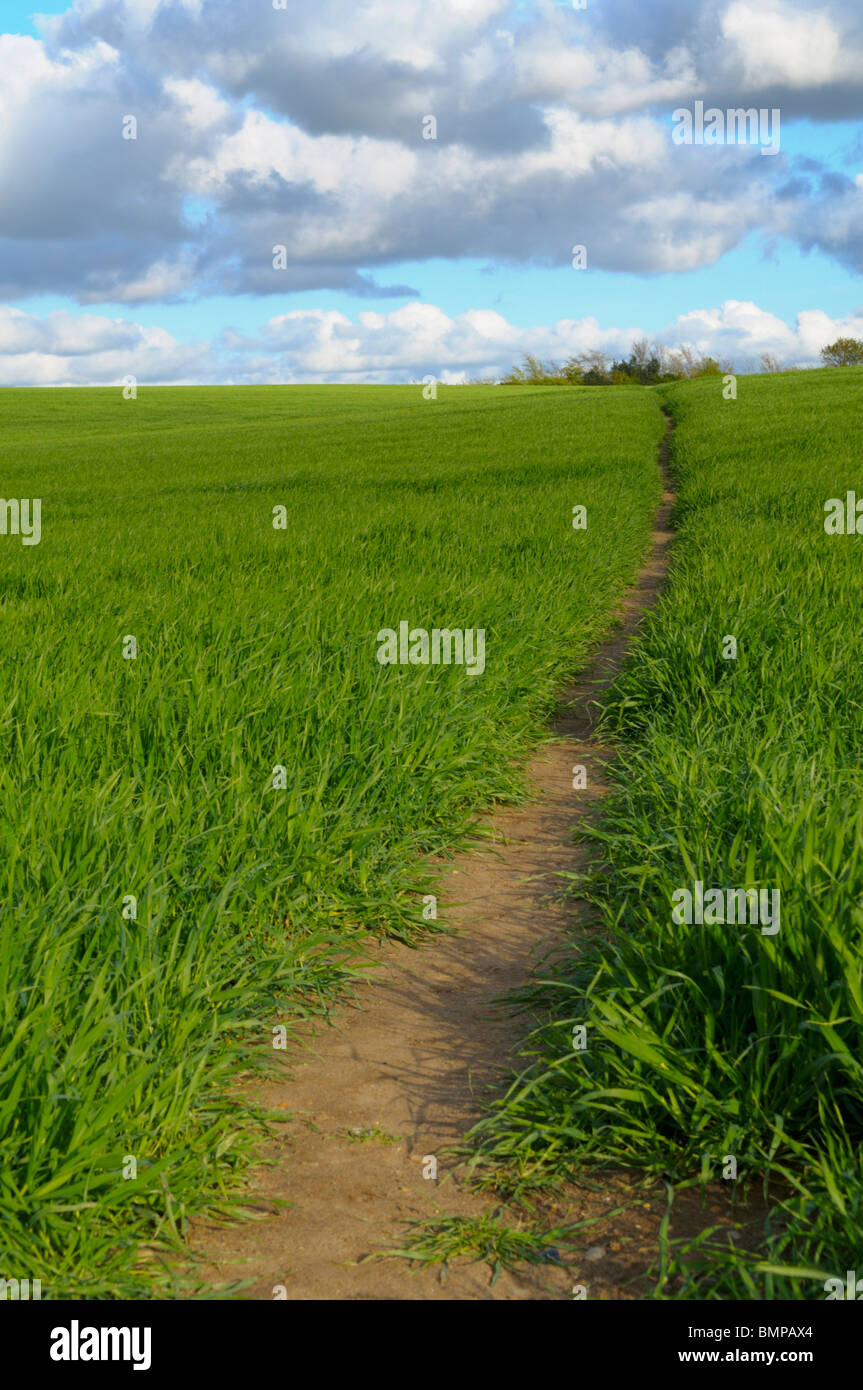 Path through Grass Field and Blue Sky in Spring, Rackheath, Norfolk UK ...