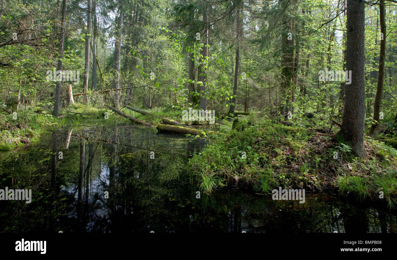 Bog ecosystem hi-res stock photography and images - Alamy