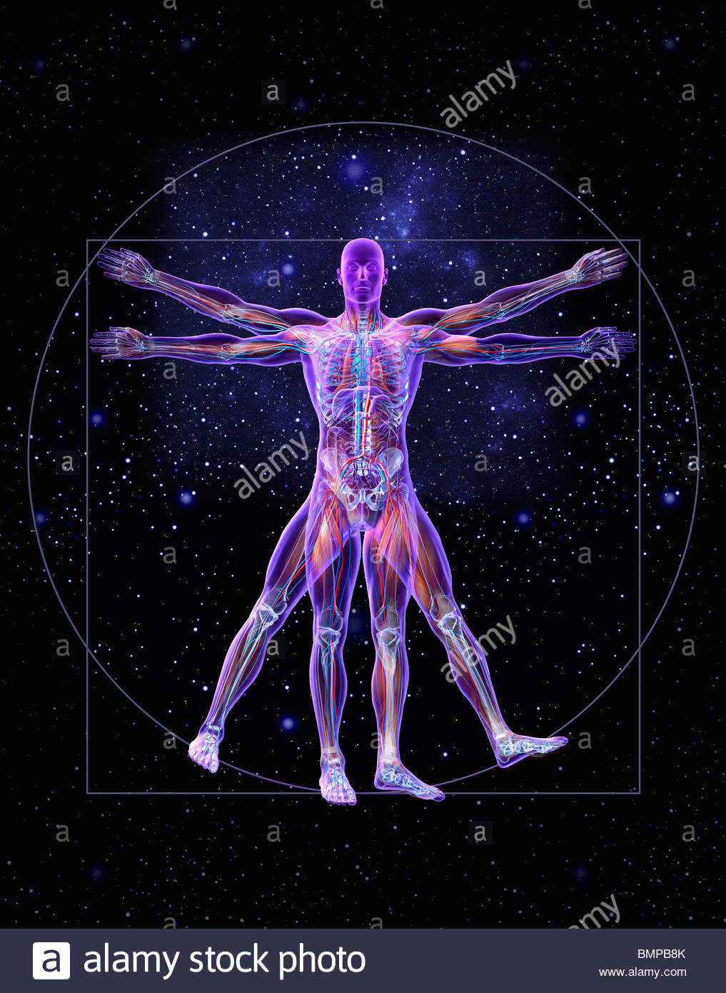 Vitruvian Man Stock Photos & Vitruvian Man Stock Images - Alamy