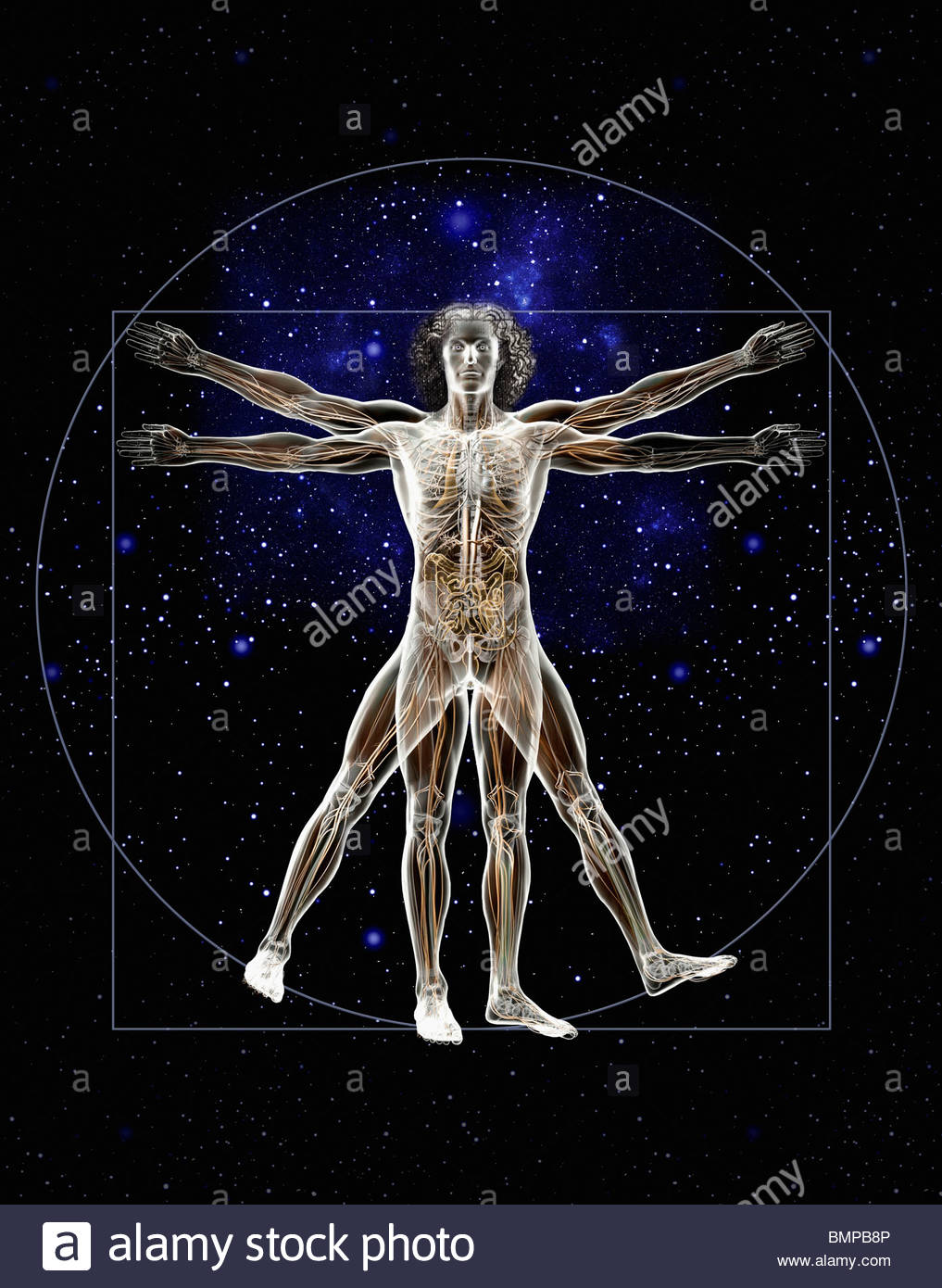 Vitruvian Man Stock Photos & Vitruvian Man Stock Images - Alamy