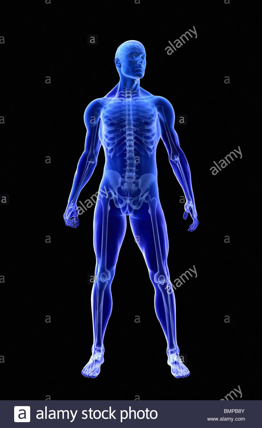 Full Body X Ray Stock Photos & Full Body X Ray Stock Images - Alamy