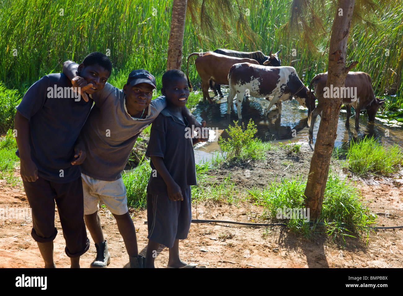 Young african boys keeping cattle near a small village in Mozambique ...