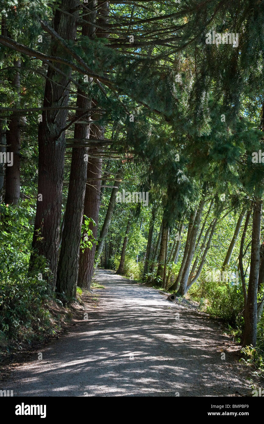 A walking path through deep woods in summer Stock Photo - Alamy