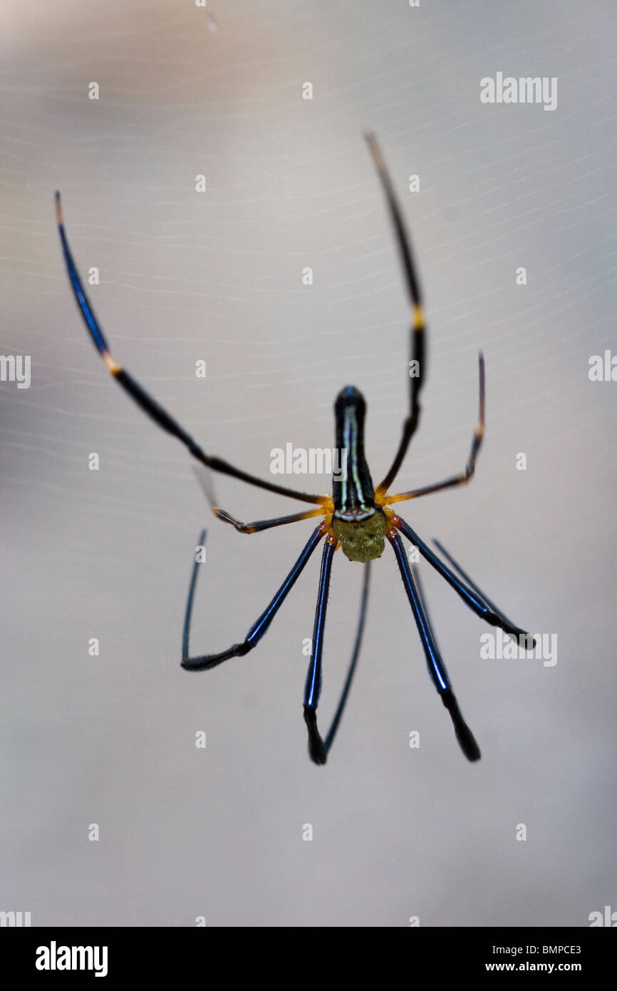 GOLDEN ORB WEB SPIDER (Nephila maculata Stock Photo - Alamy