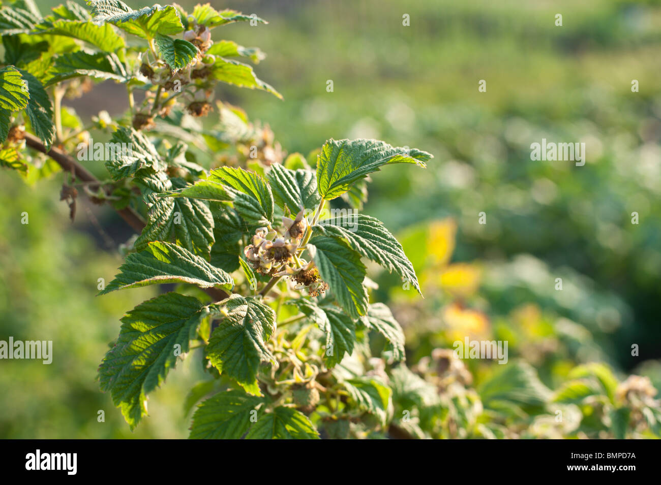 Flowers forming into fruit on a raspberry bramble at an organic ...