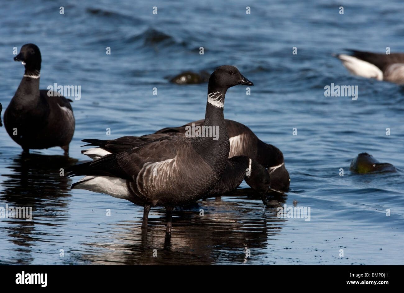 Shoreline Feeding High Resolution Stock Photography and Images - Alamy