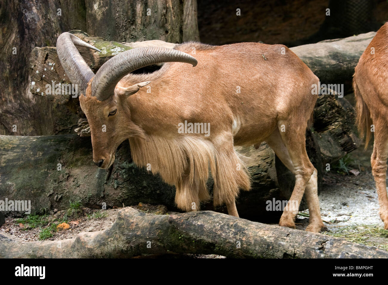 A male barbary sheep ram Stock Photo - Alamy