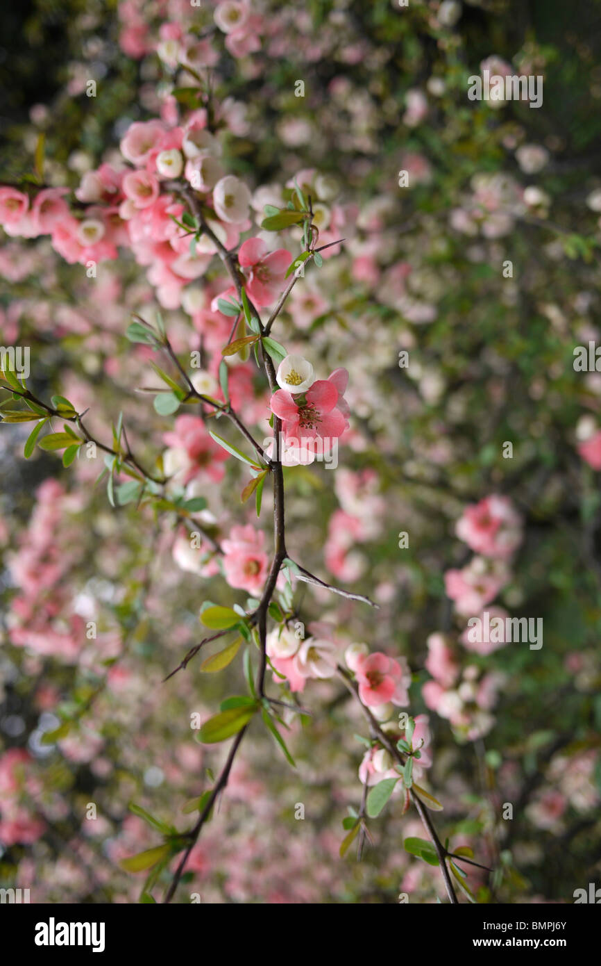 Japan, Tokyo Spring Cherry Tree Blossoming Stock Photo - Alamy