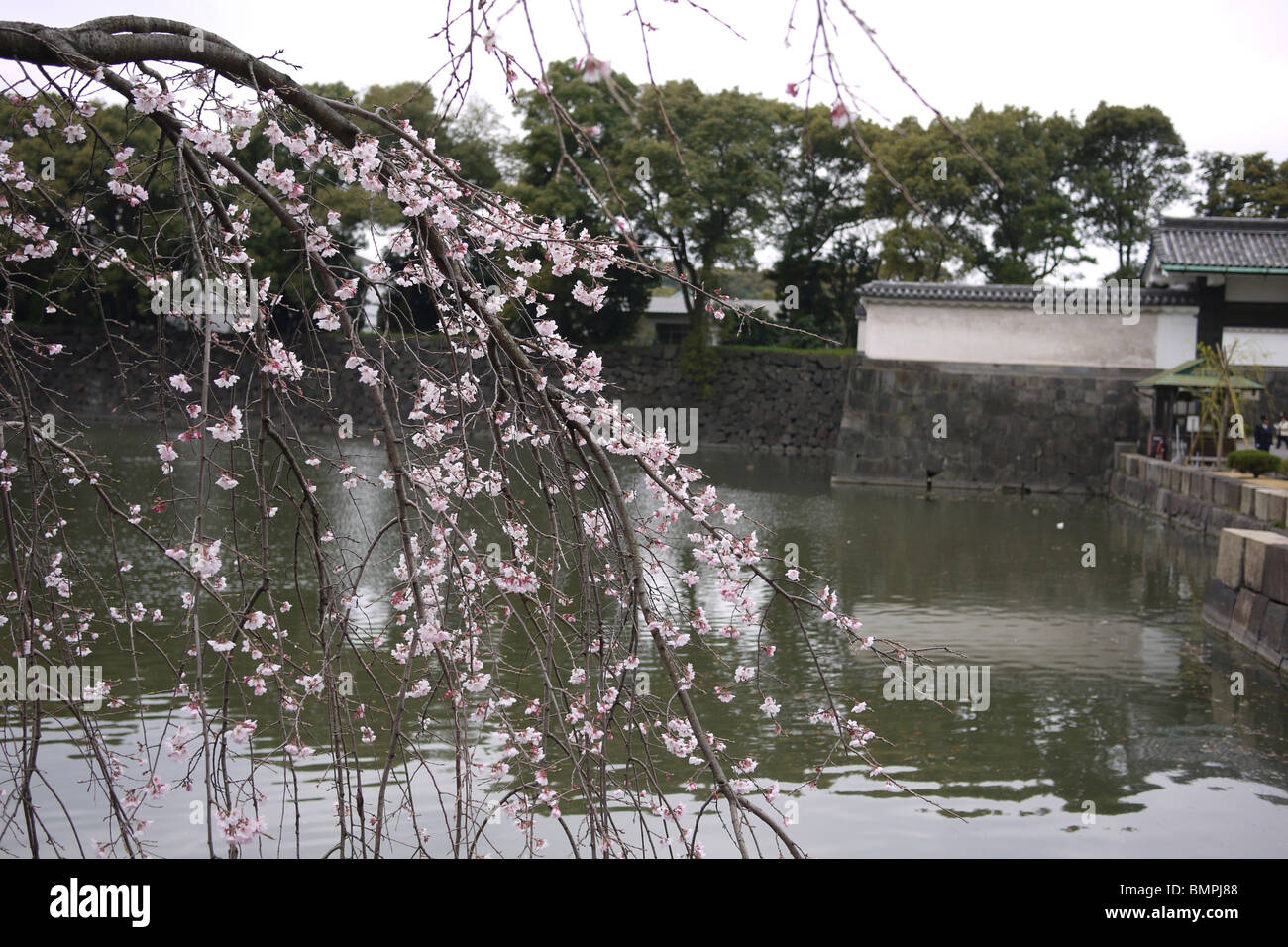 Japan, Tokyo Spring Cherry Tree Blossoming in Imperial Palace garden ...