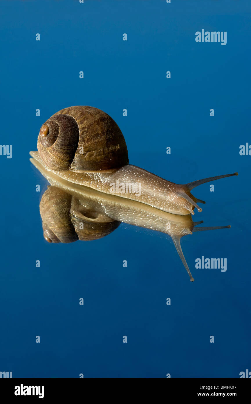 Shell mirror hi-res stock photography and images - Alamy