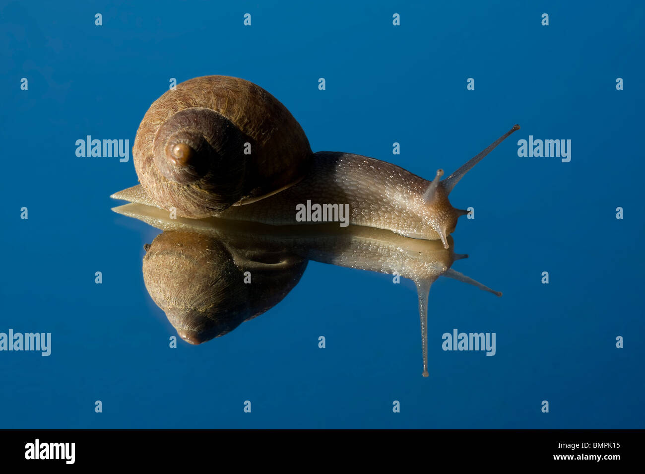 Snail gastropod hi-res stock photography and images - Alamy