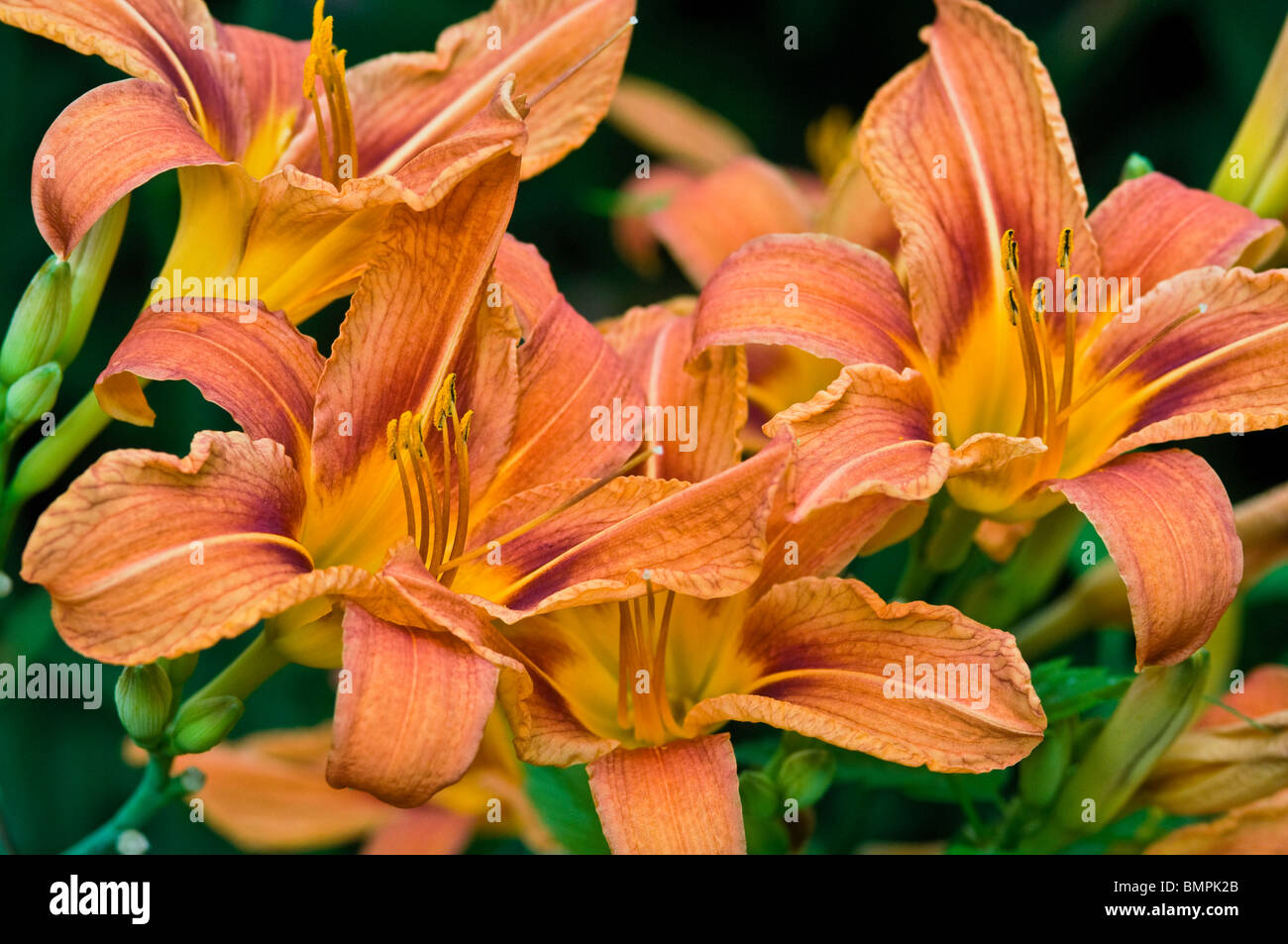 Liliengwachs hi-res stock photography and images - Alamy
