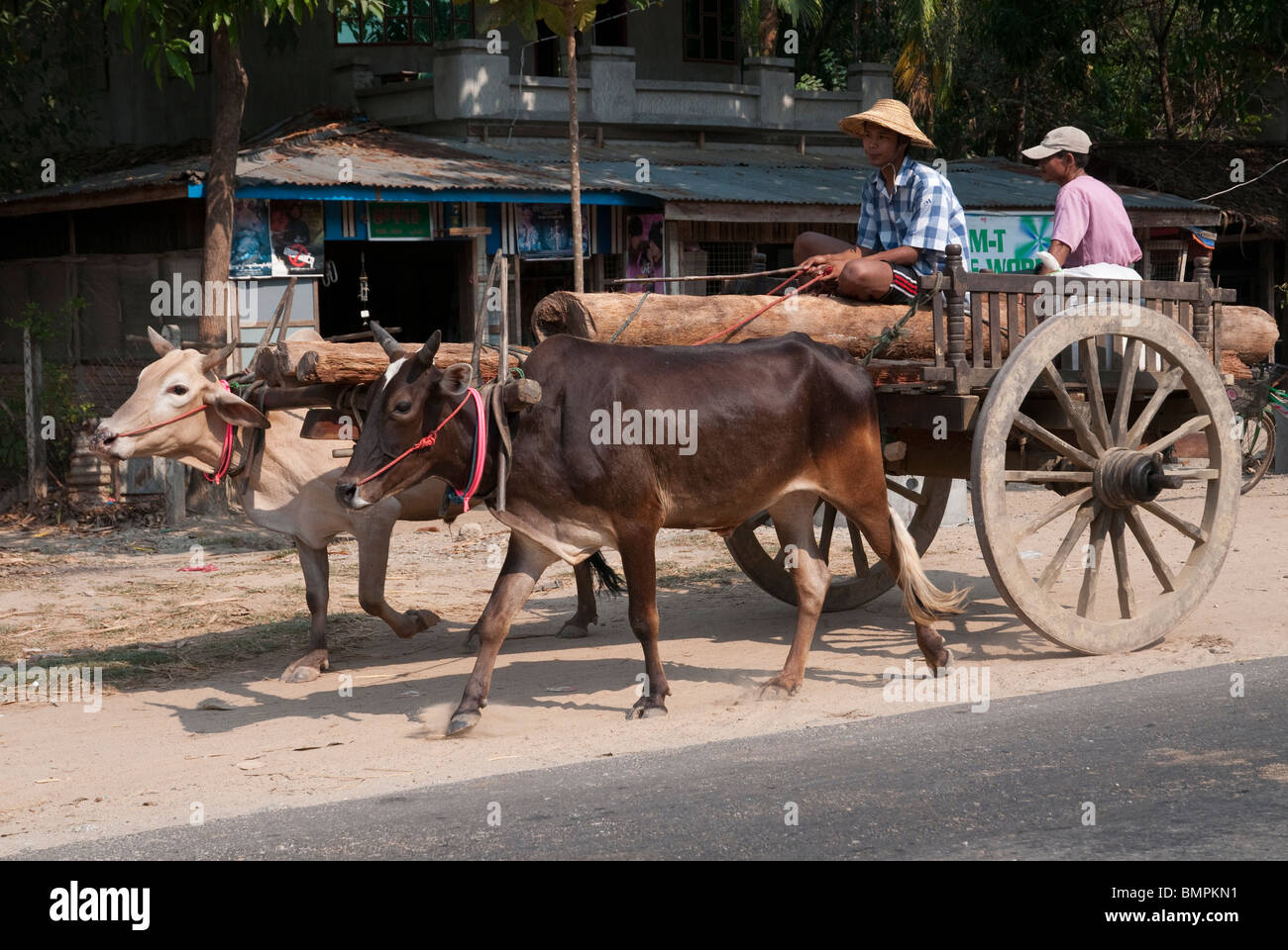 Bull transport hi-res stock photography and images - Alamy