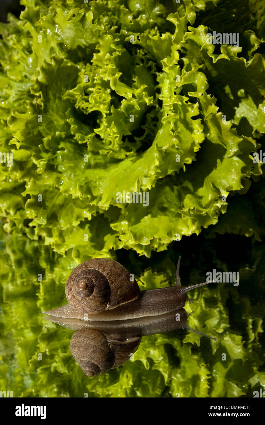 Snail salad hi-res stock photography and images - Alamy