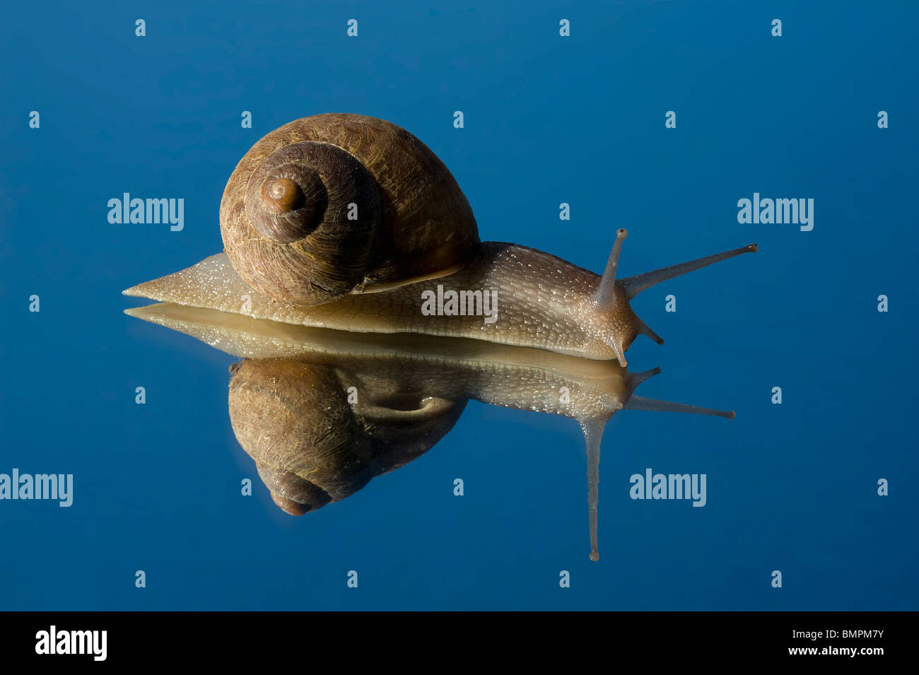 Mirror garden hi-res stock photography and images - Alamy