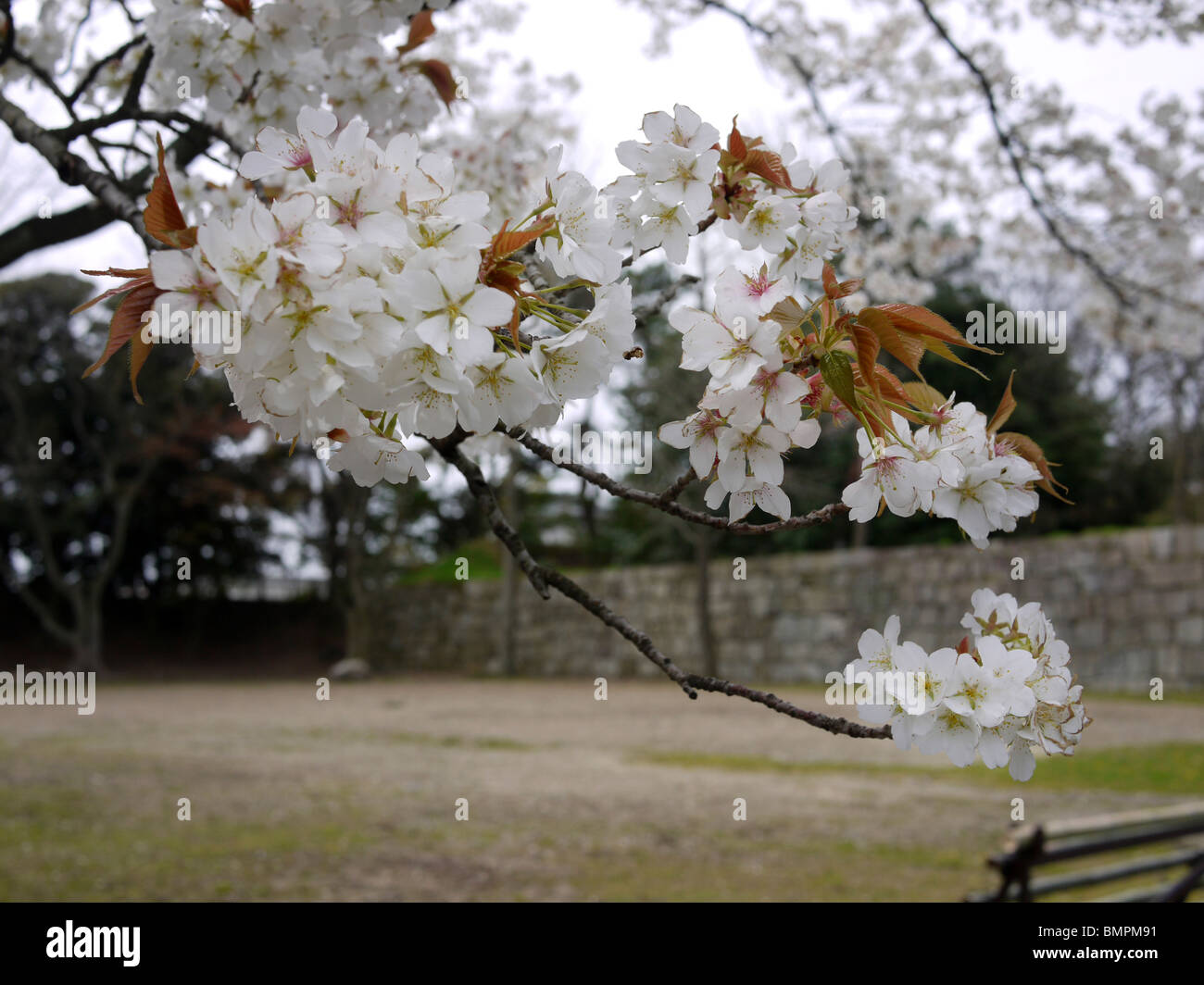 Cherry blossom nijo castle kyoto hi-res stock photography and images ...