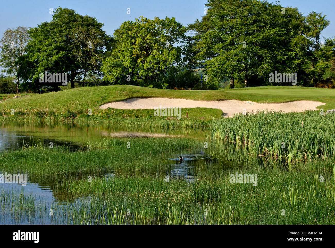first green on a golf course Stock Photo - Alamy