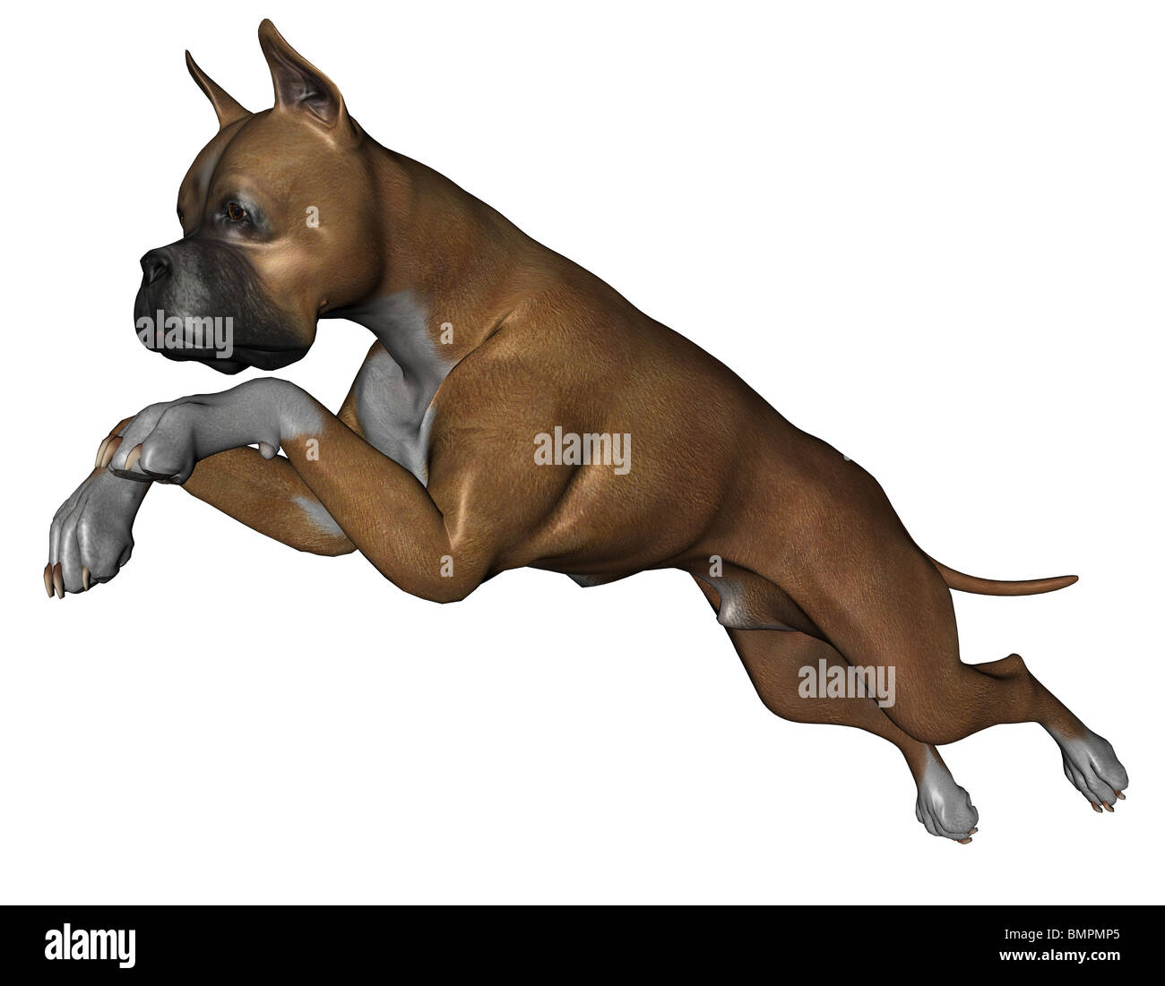 3D rendered boxer dog on white background isolated Stock Photo - Alamy