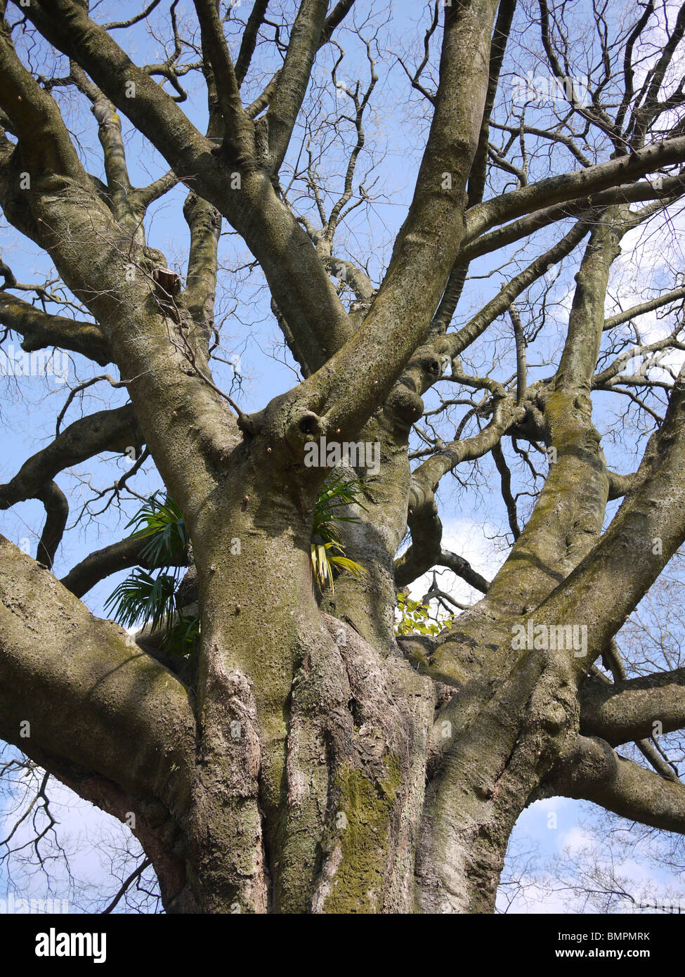 Japan, Tokyo close up of a tree Stock Photo - Alamy