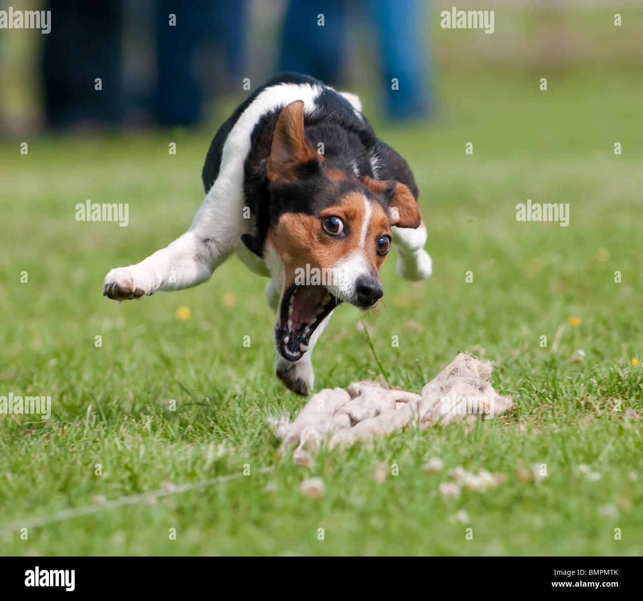 Dogs taking part in terrier racing at a country show, Rutland, England ...