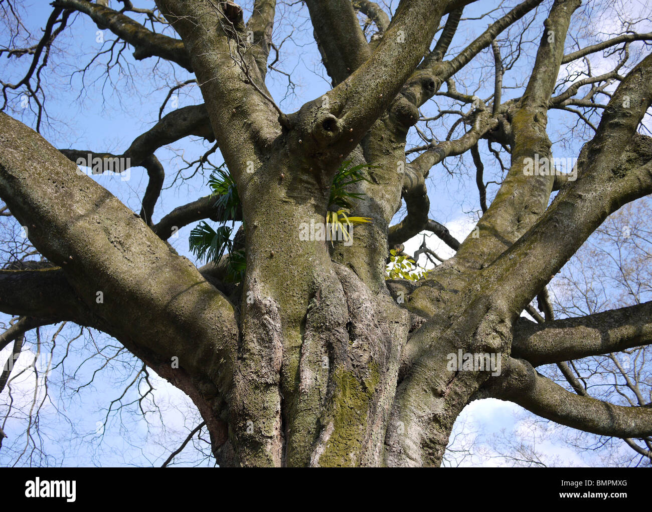 Japan, Tokyo close up of a tree Stock Photo - Alamy
