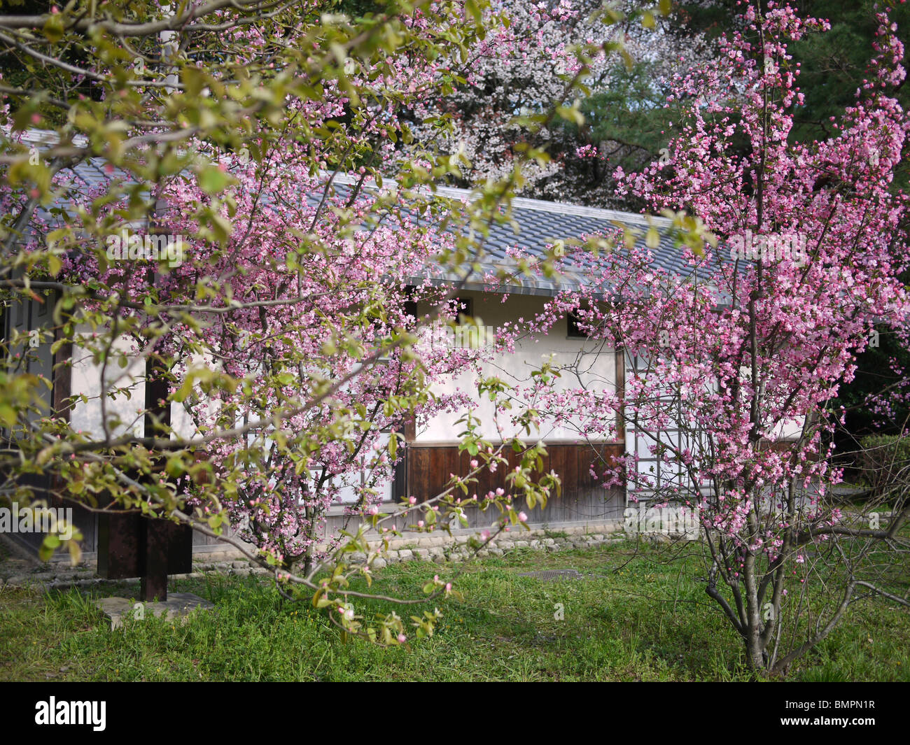 Japan, Tokyo Spring Cherry Tree Blossoming Stock Photo - Alamy