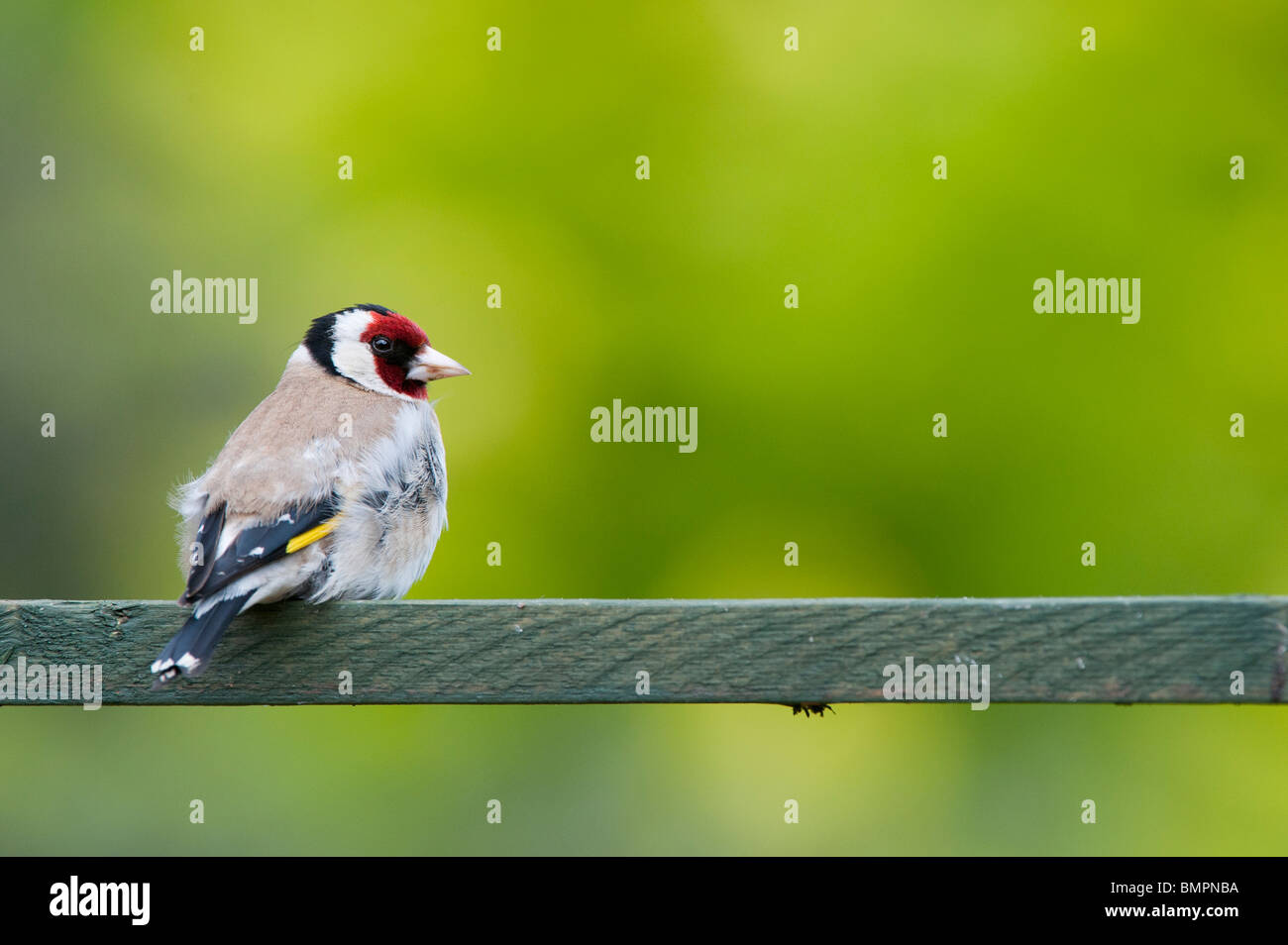 Goldfinch in an english garden sat on wooden trellis. UK Stock Photo ...