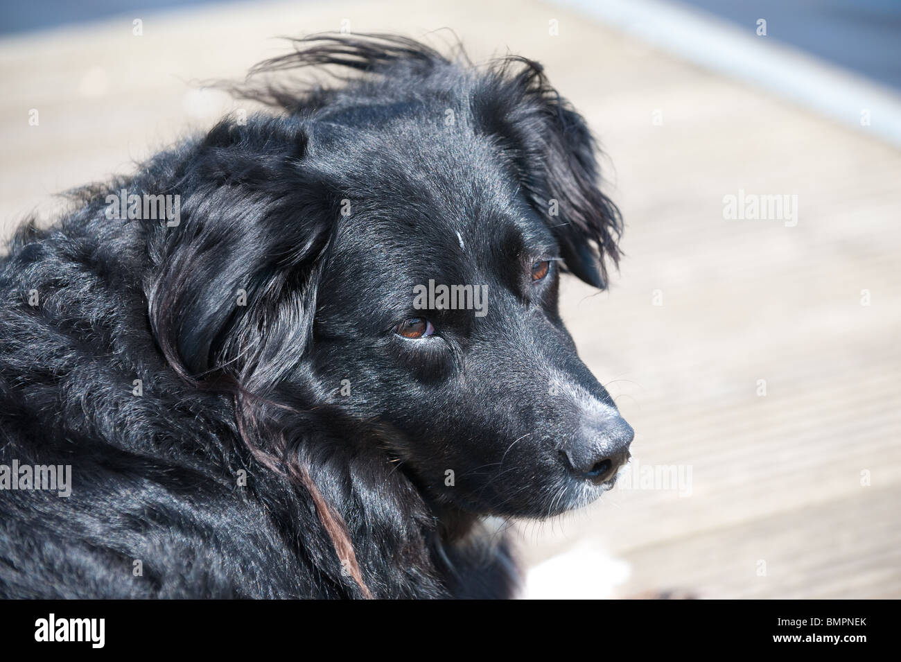 Portrait a border collie close up Stock Photo - Alamy