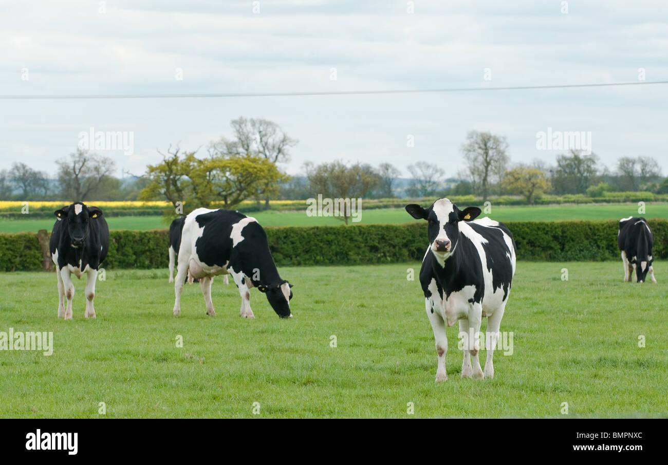 Dairy cows in fields, Leicestershire, England Stock Photo - Alamy