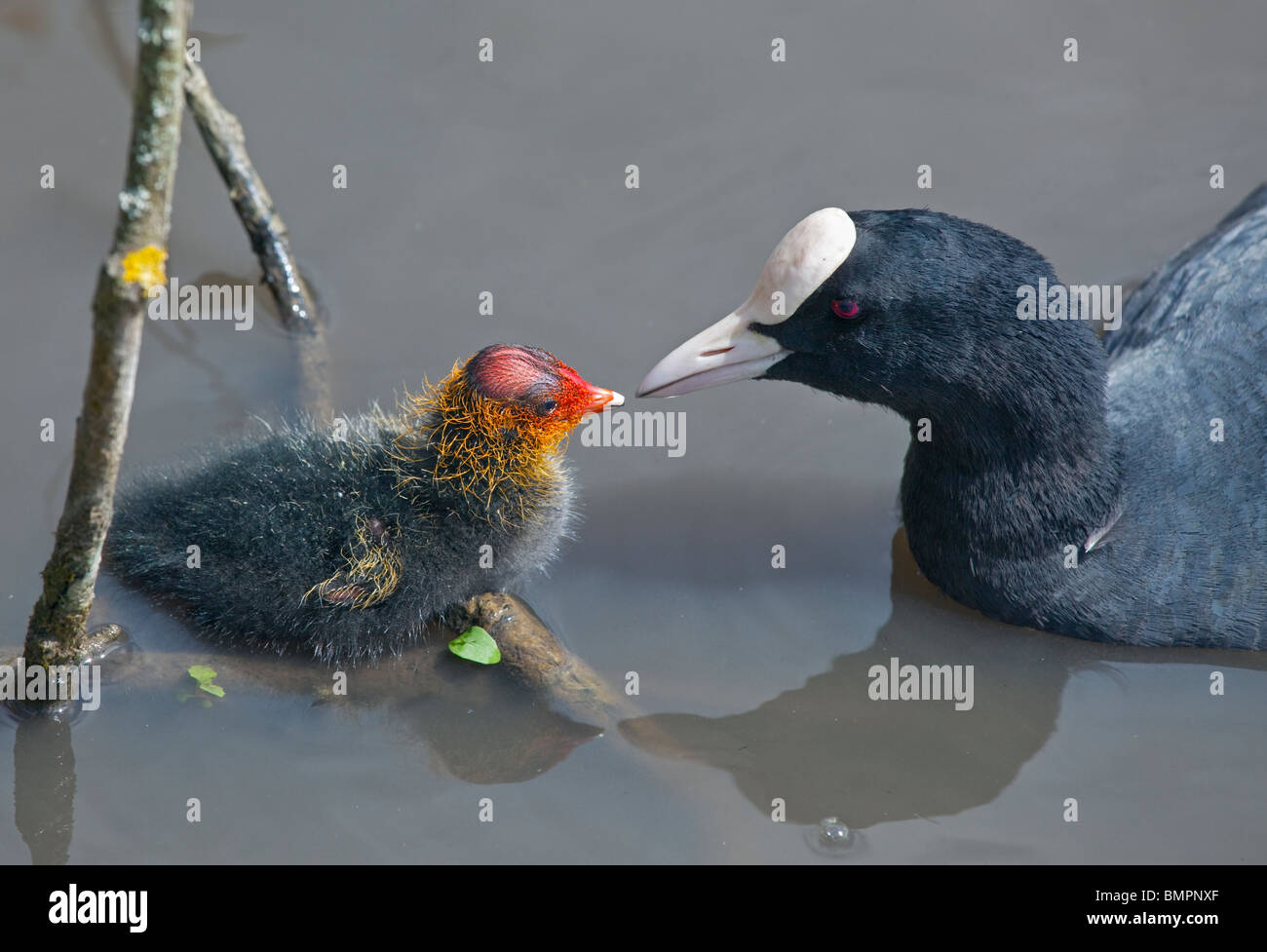 Common Coot Chick with Parent, (fulica atra), UK Stock Photo - Alamy