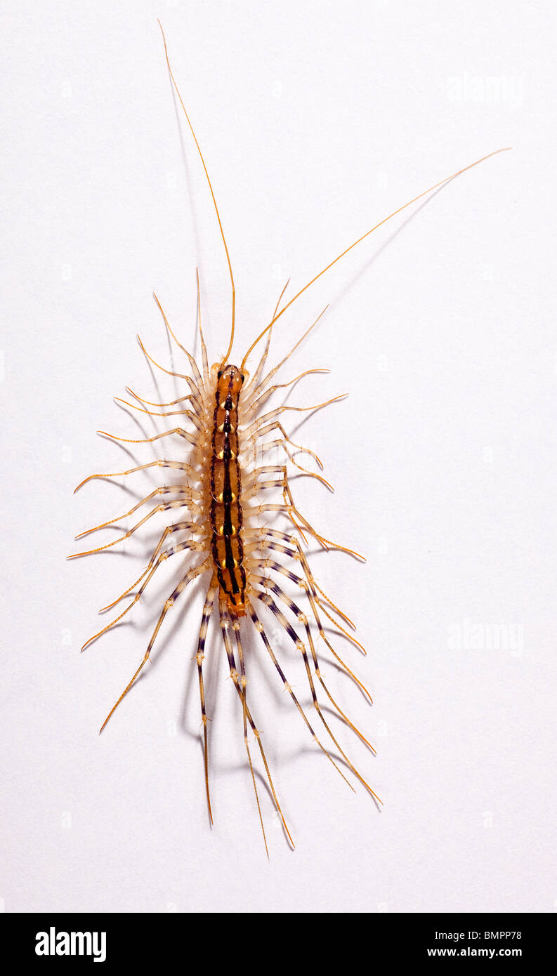 Giant House Centipede