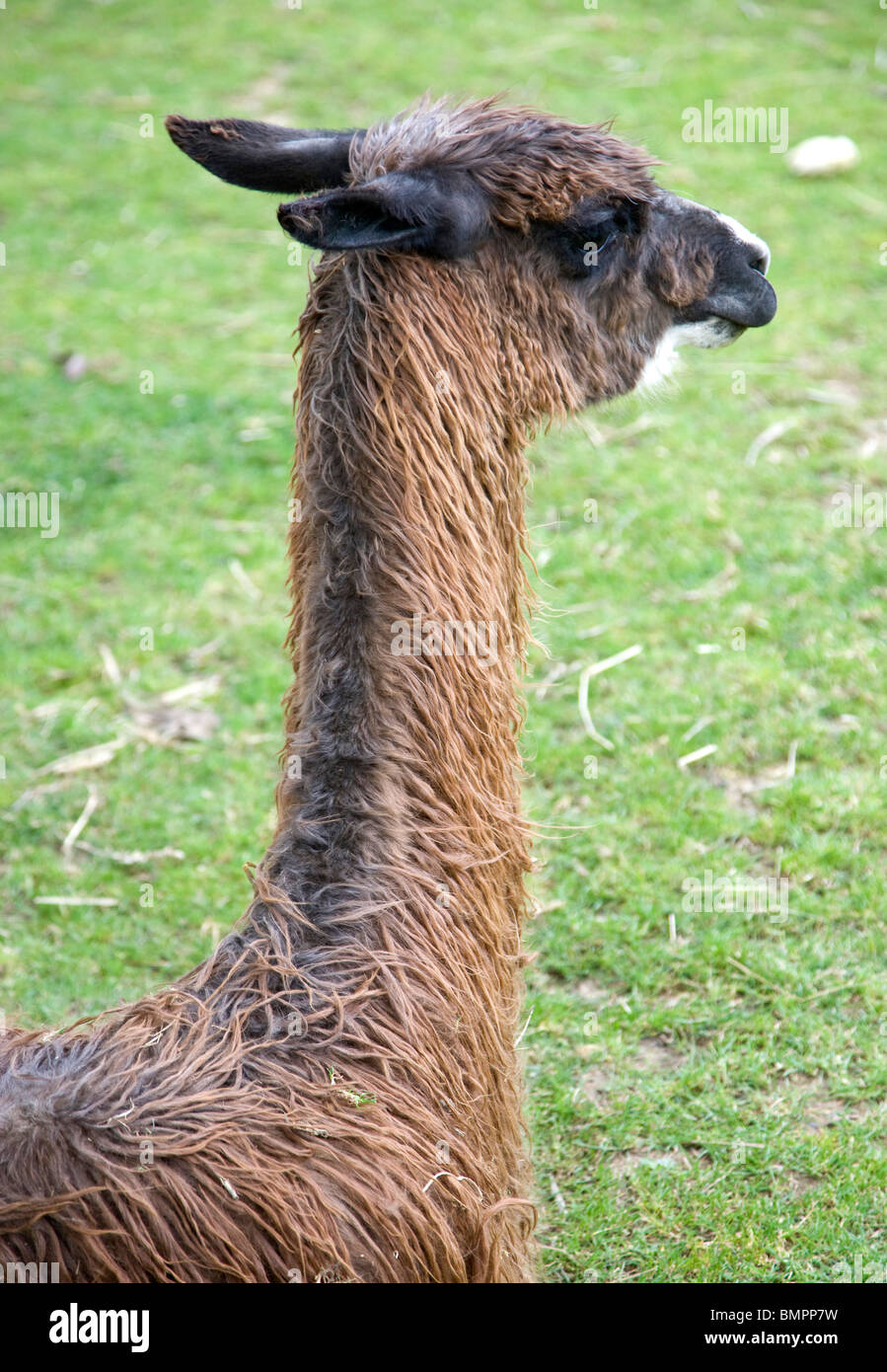 Spitting llama hi-res stock photography and images - Alamy