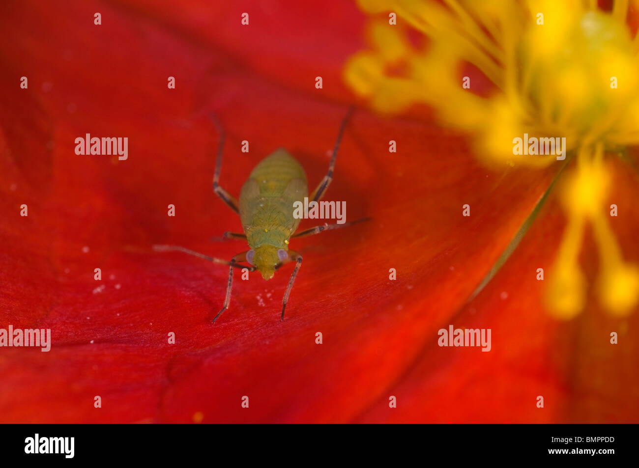extreme close up of a greenfly or aphid (wingless form) on a ...