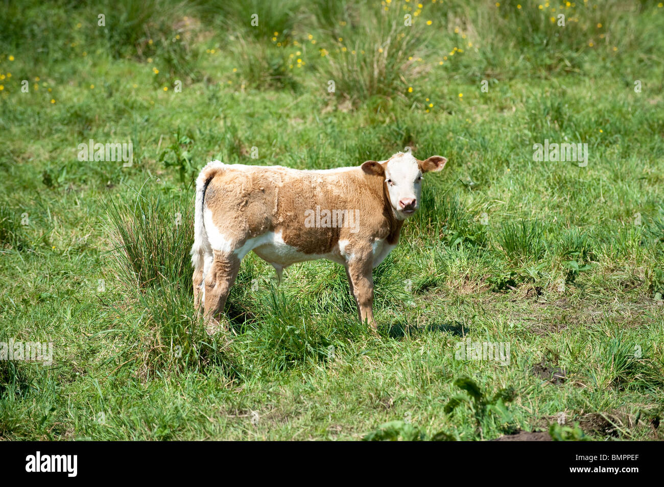 A young calf in a field of grass Stock Photo - Alamy