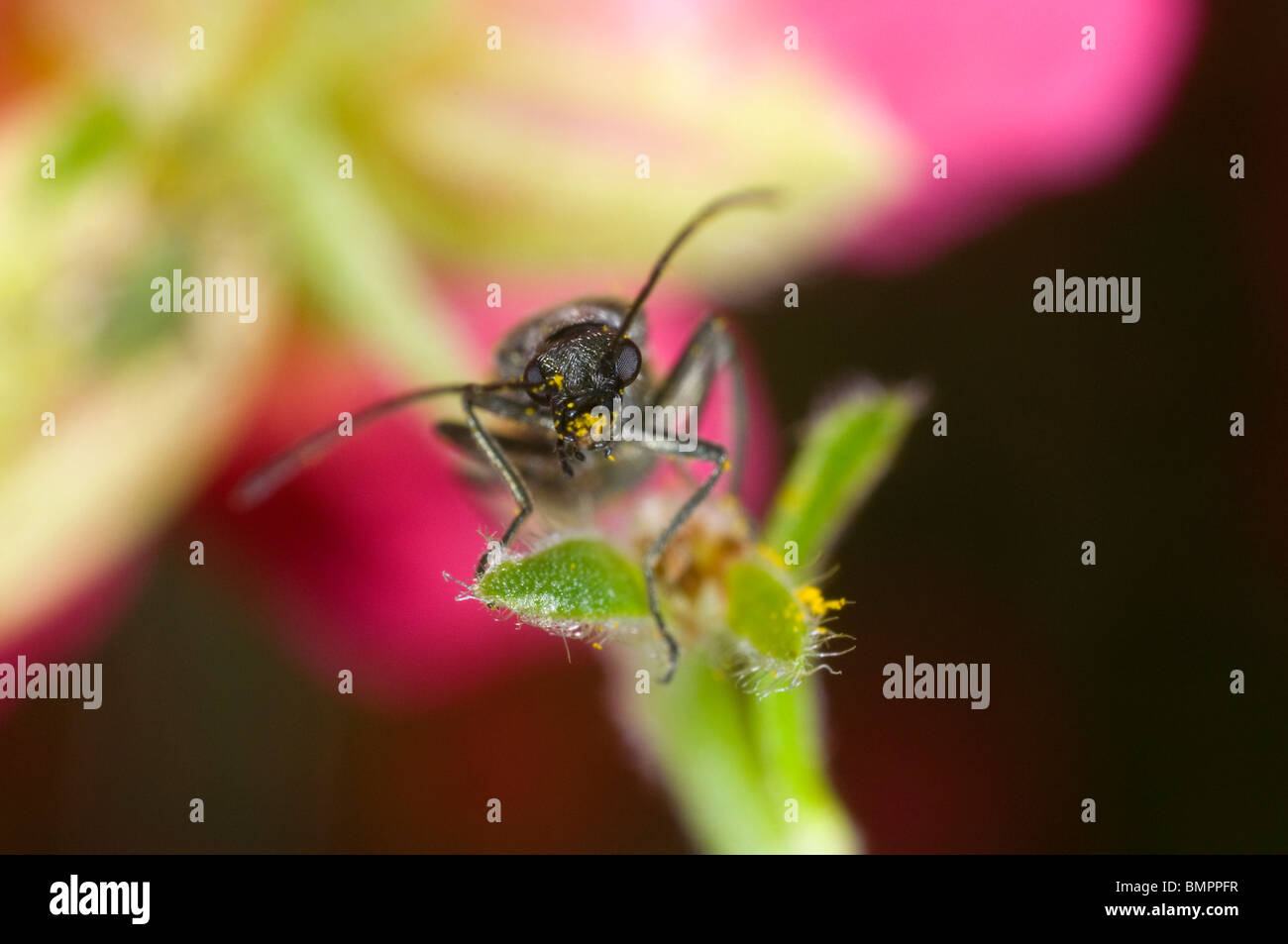 oedemera nobilis, a green metallic pollen-eating beetle found in ...