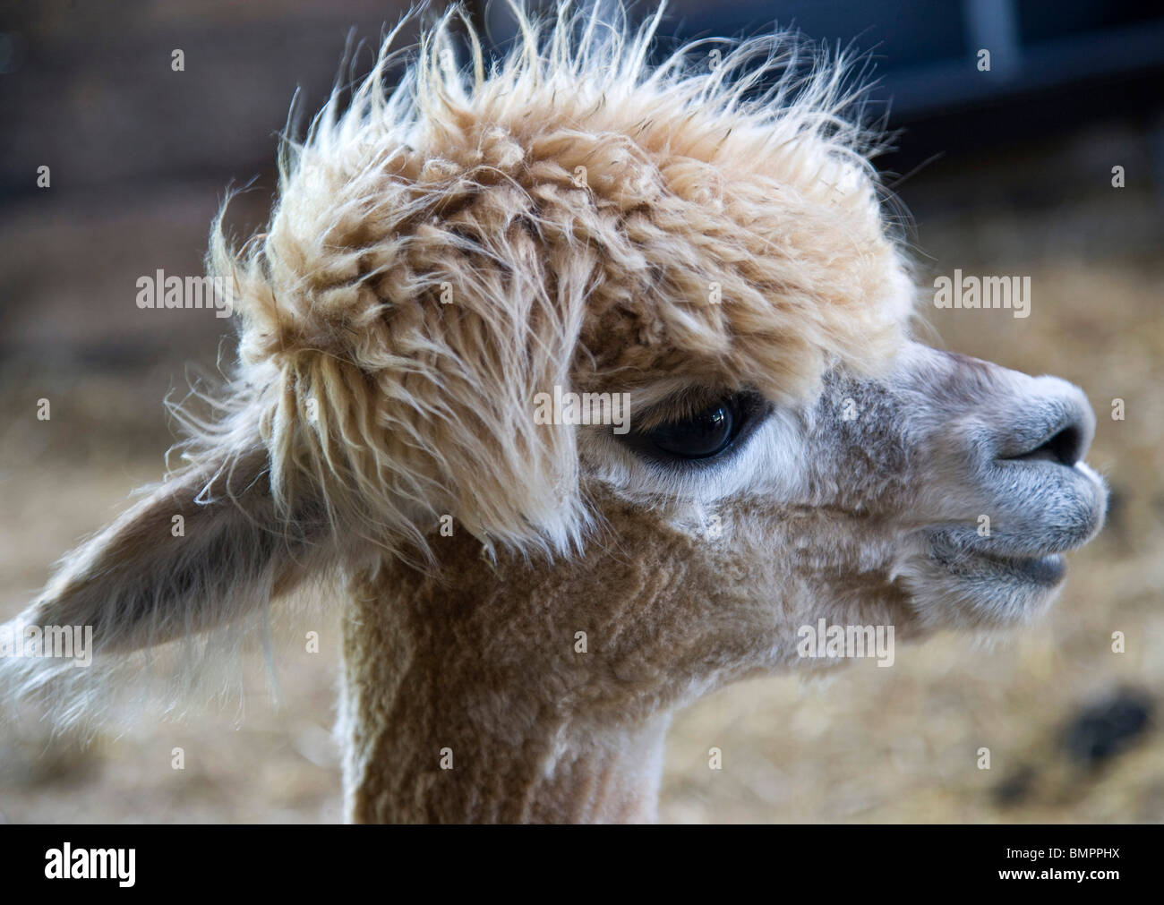 Baby llama hi-res stock photography and images - Alamy