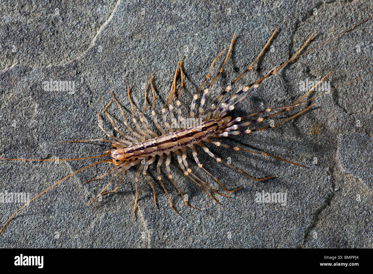 House Centipedes