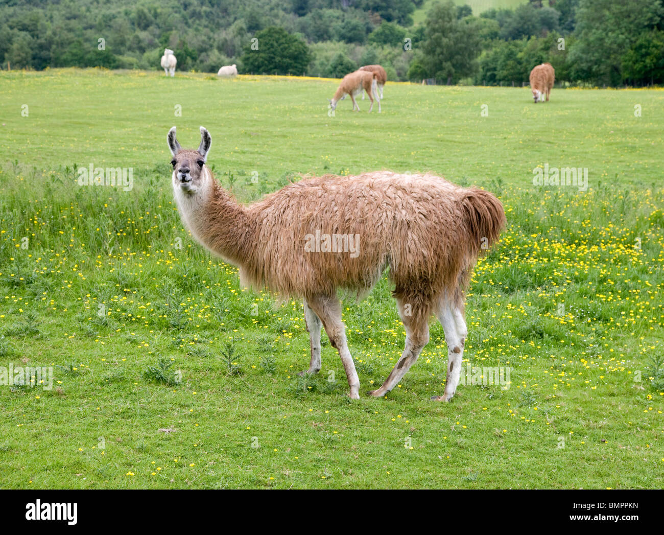 Llamas carrying hi-res stock photography and images - Alamy