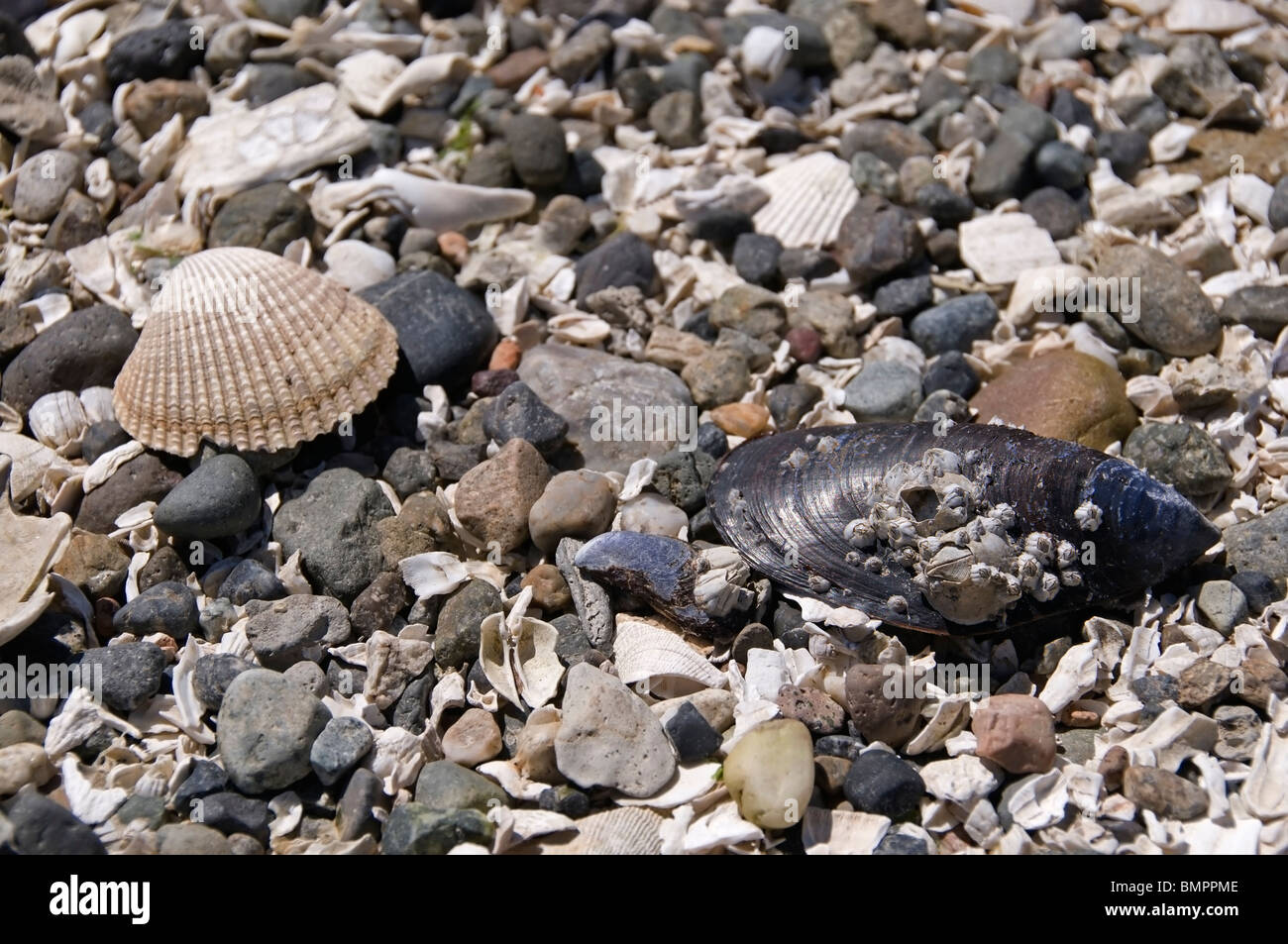Close up of rock and shell covered shoreline at McMicken Island State ...
