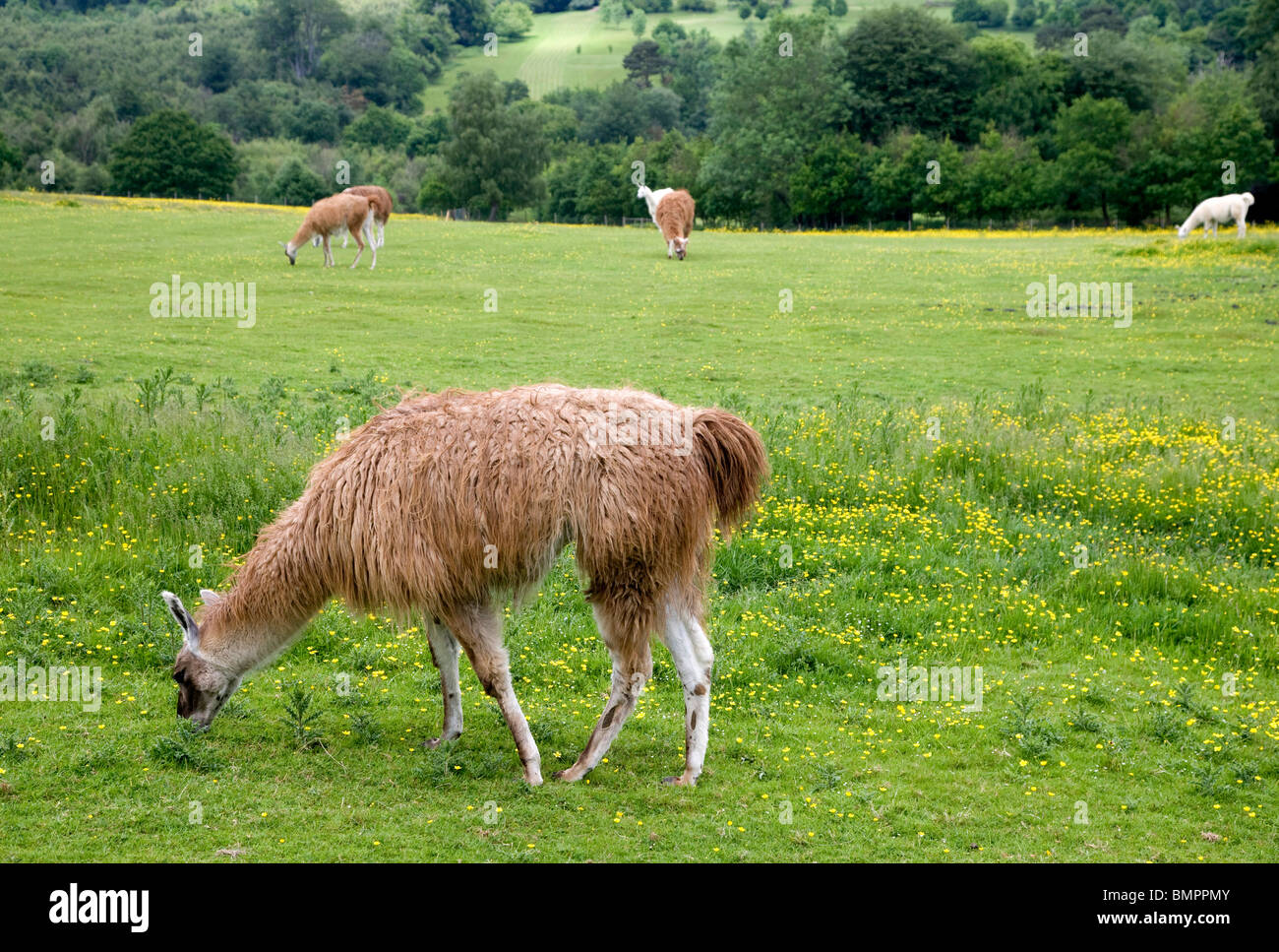 Llamas carrying hi-res stock photography and images - Alamy