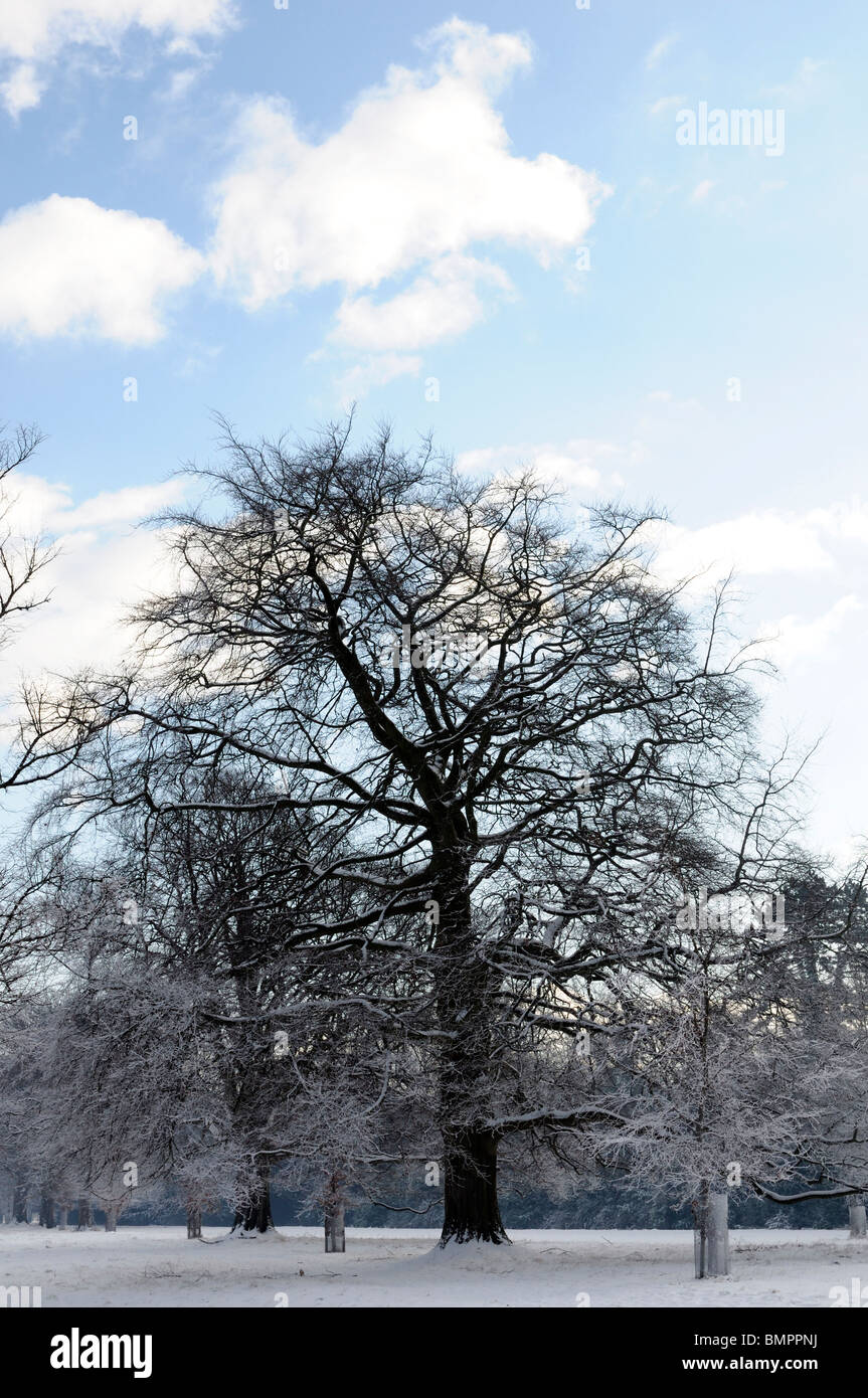 Phoenix Park Dublin Ireland Avenue path walkway trail tree snow ...