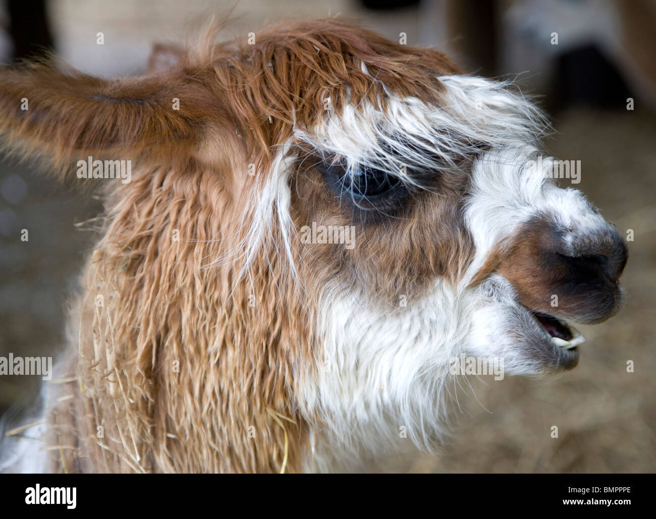 Spitting Llama